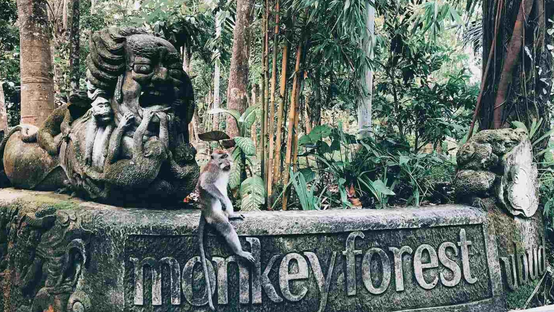 MONKEY FOREST UBUD: QUICK TIPS FOR YOUR VISIT - Adiwana Monkey Forest