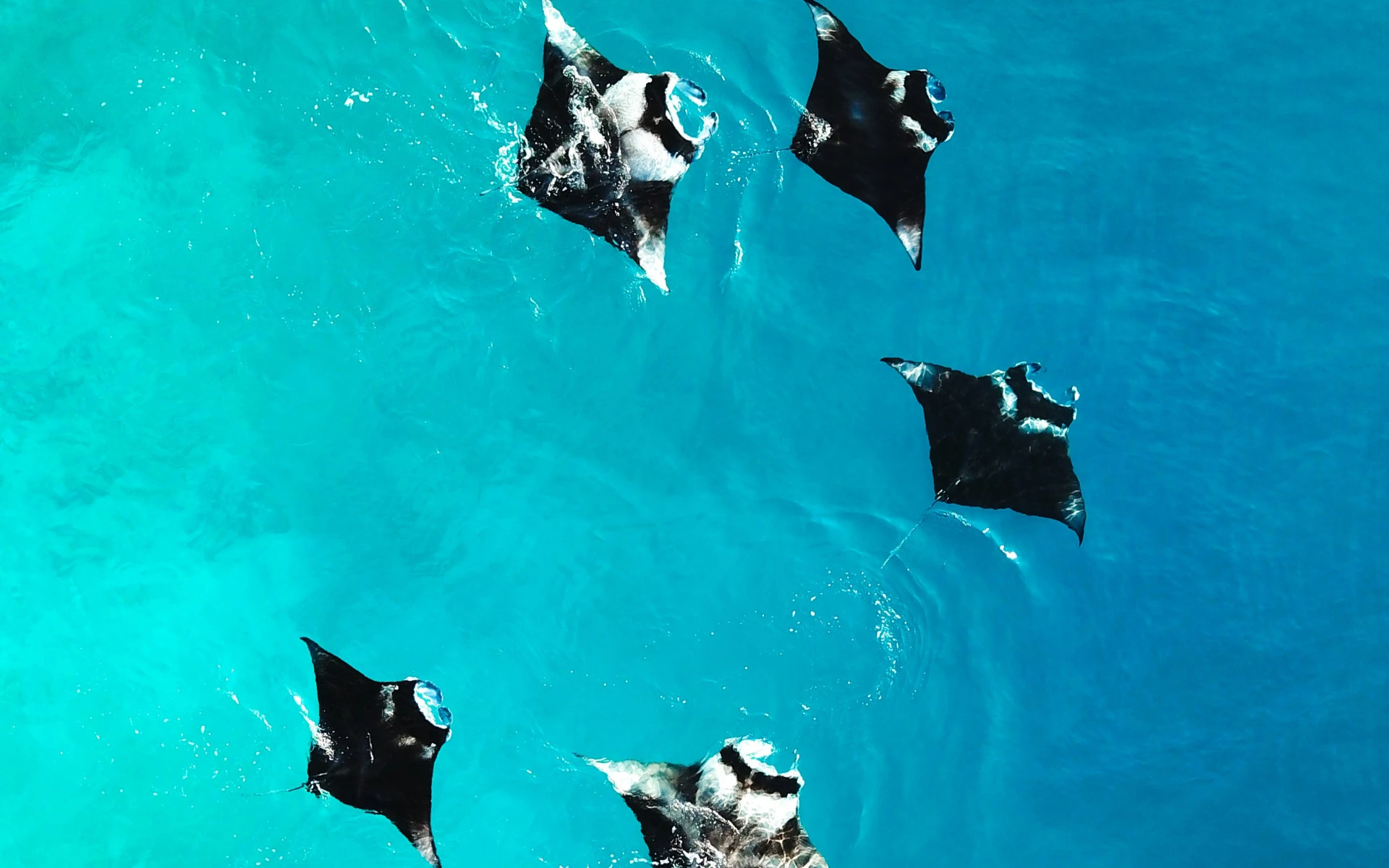 Manta Bay vs Manta Point: Discover the Best Manta Experience in Nusa ...